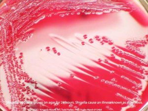 Tamarind Tree Shigella Outbreak [Updated}